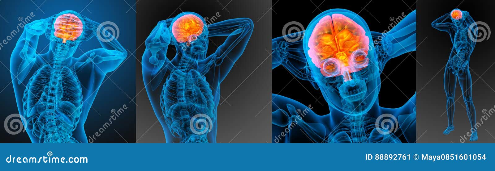 Human brain stock illustration. Illustration of medulla - 88892761
