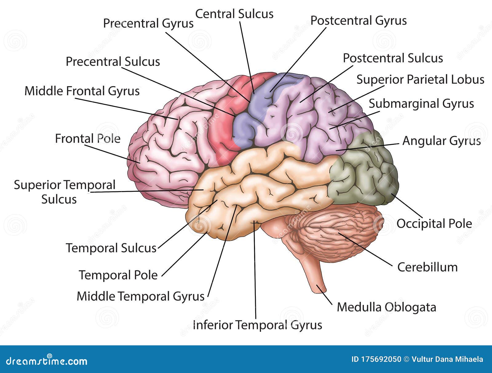 Human brain / descriptions stock illustration. Illustration of science ...