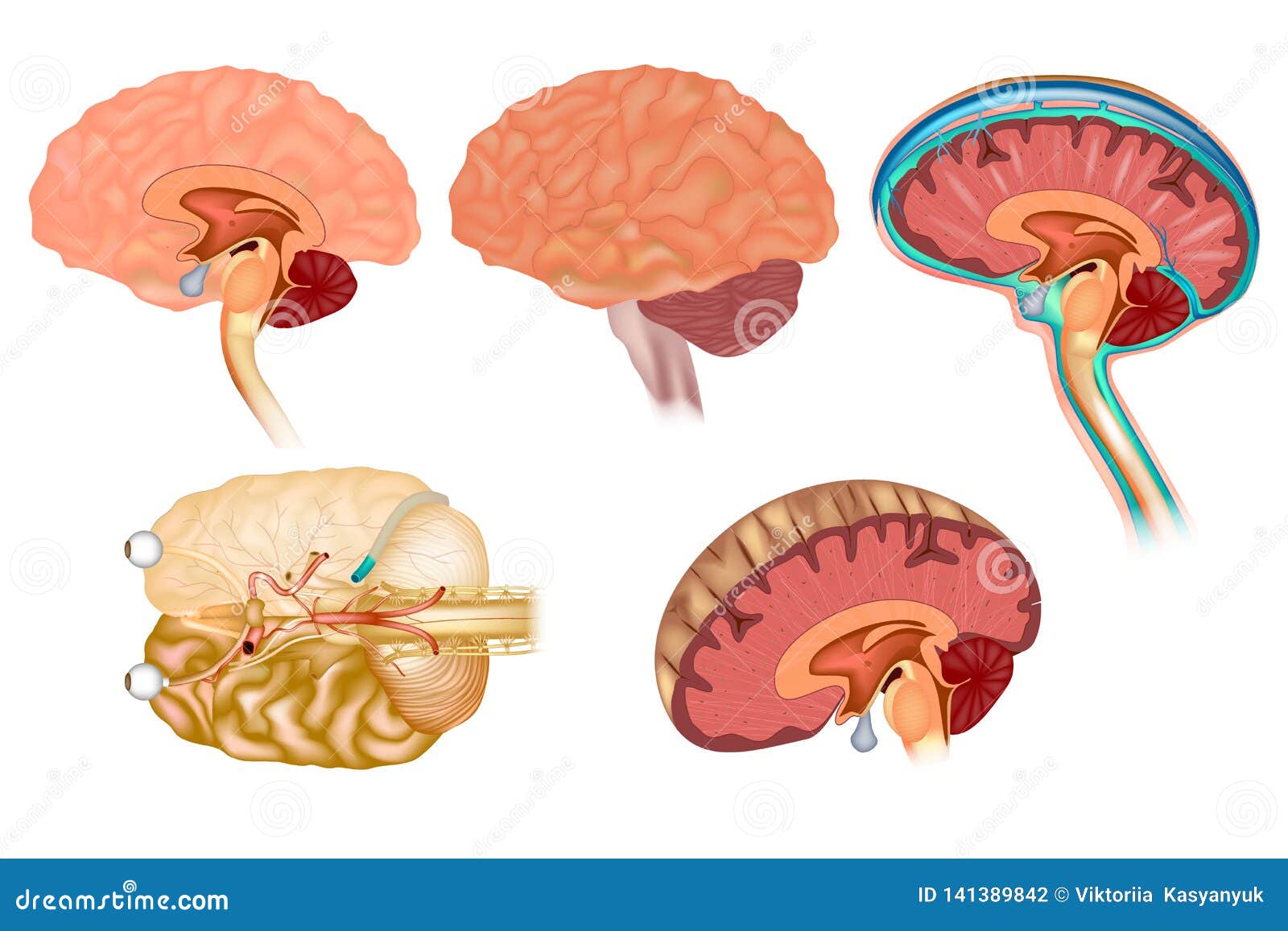 Human Brain Detailed Anatomy Stock Vector - Illustration of ganglia ...