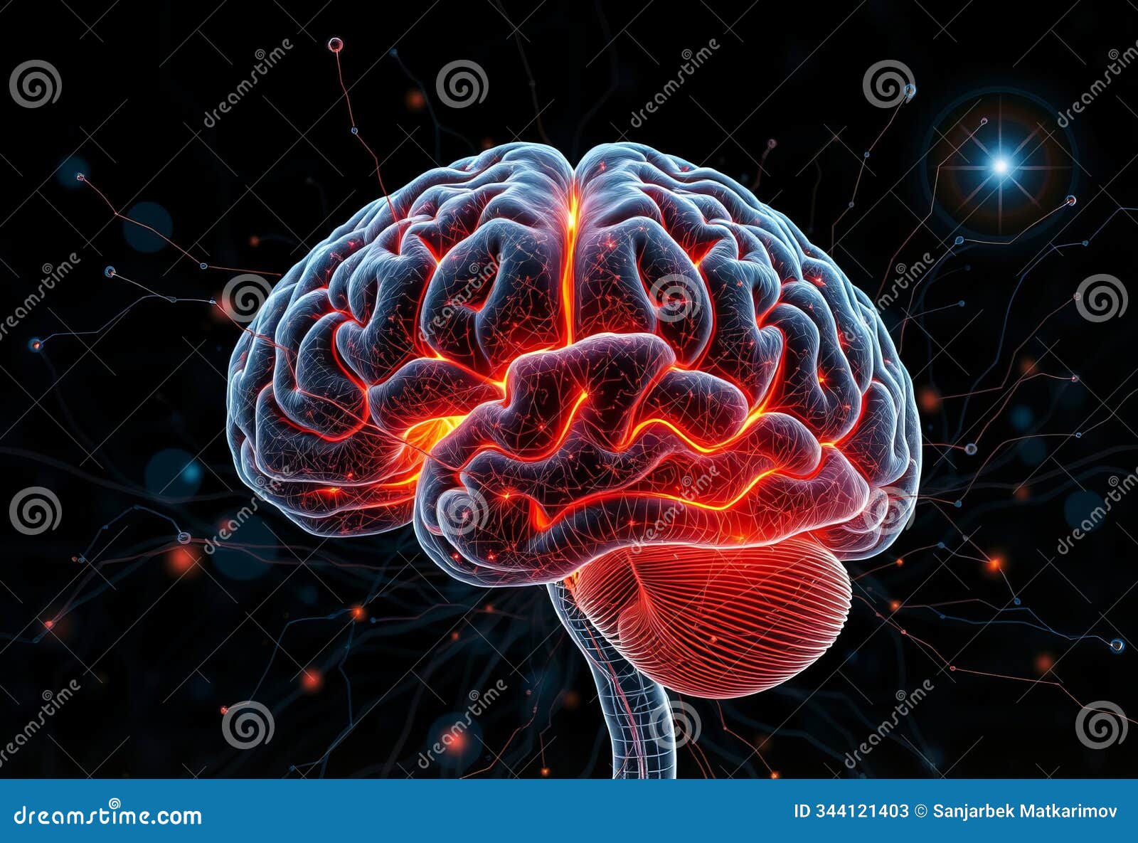 Human Brain Development Growth and Complexity of the Human Brain Stock ...