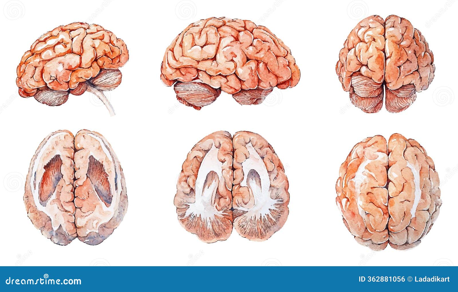 Human Brain from Different Angles Set Modern Watercolor Technique ...