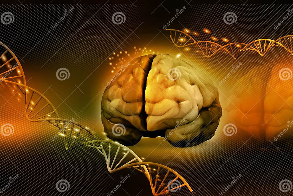 Human brain and dna stock illustration. Illustration of diencephalons ...