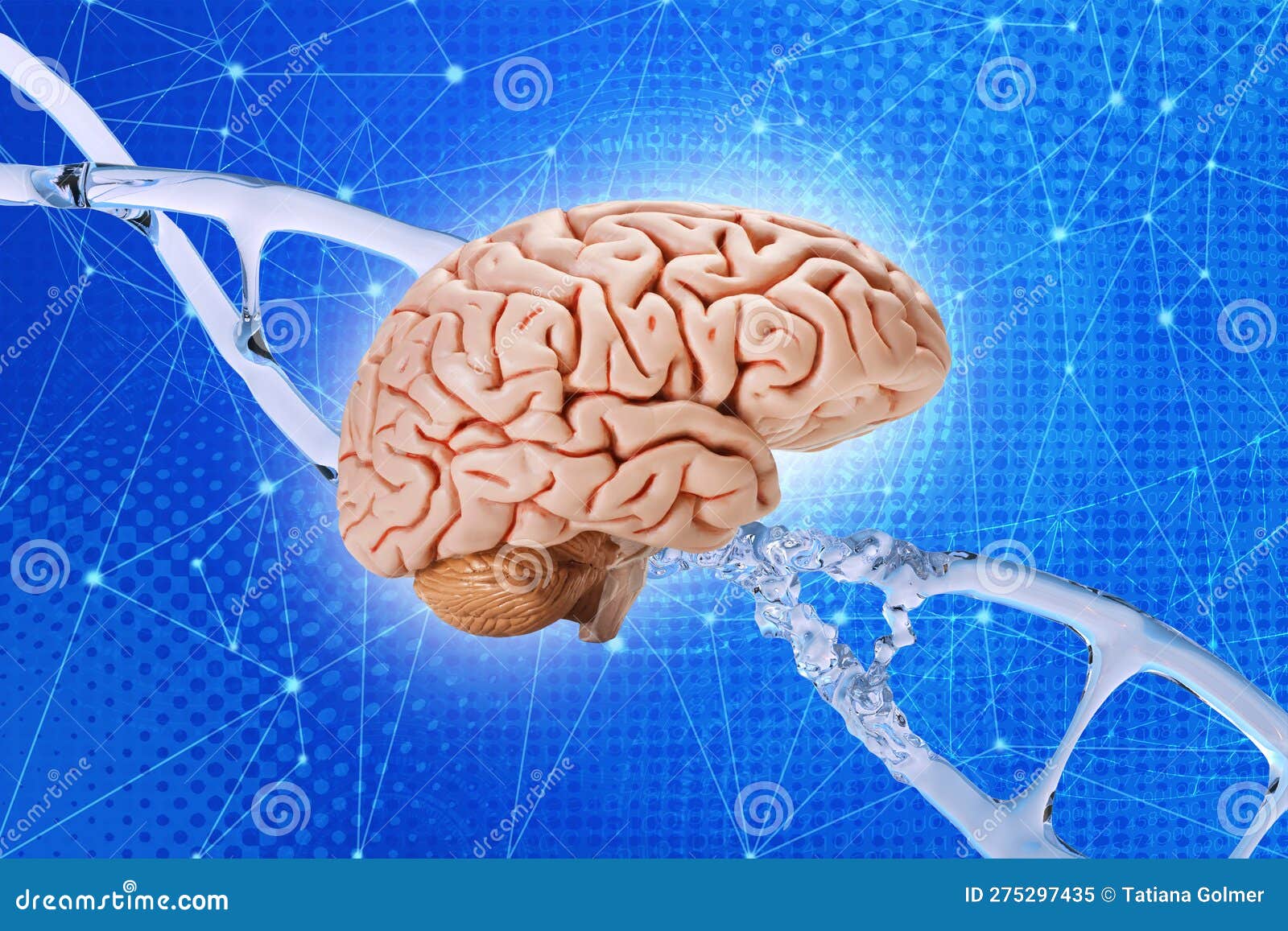 Human Brain on DNA Helix Background, Deoxyribonucleic Acid, Nucleic ...