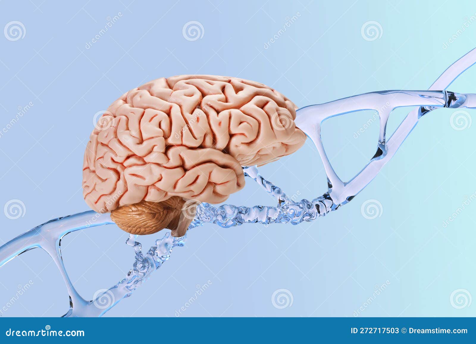Human Brain, Dna Structure With Glass Helix On Blue Background ...