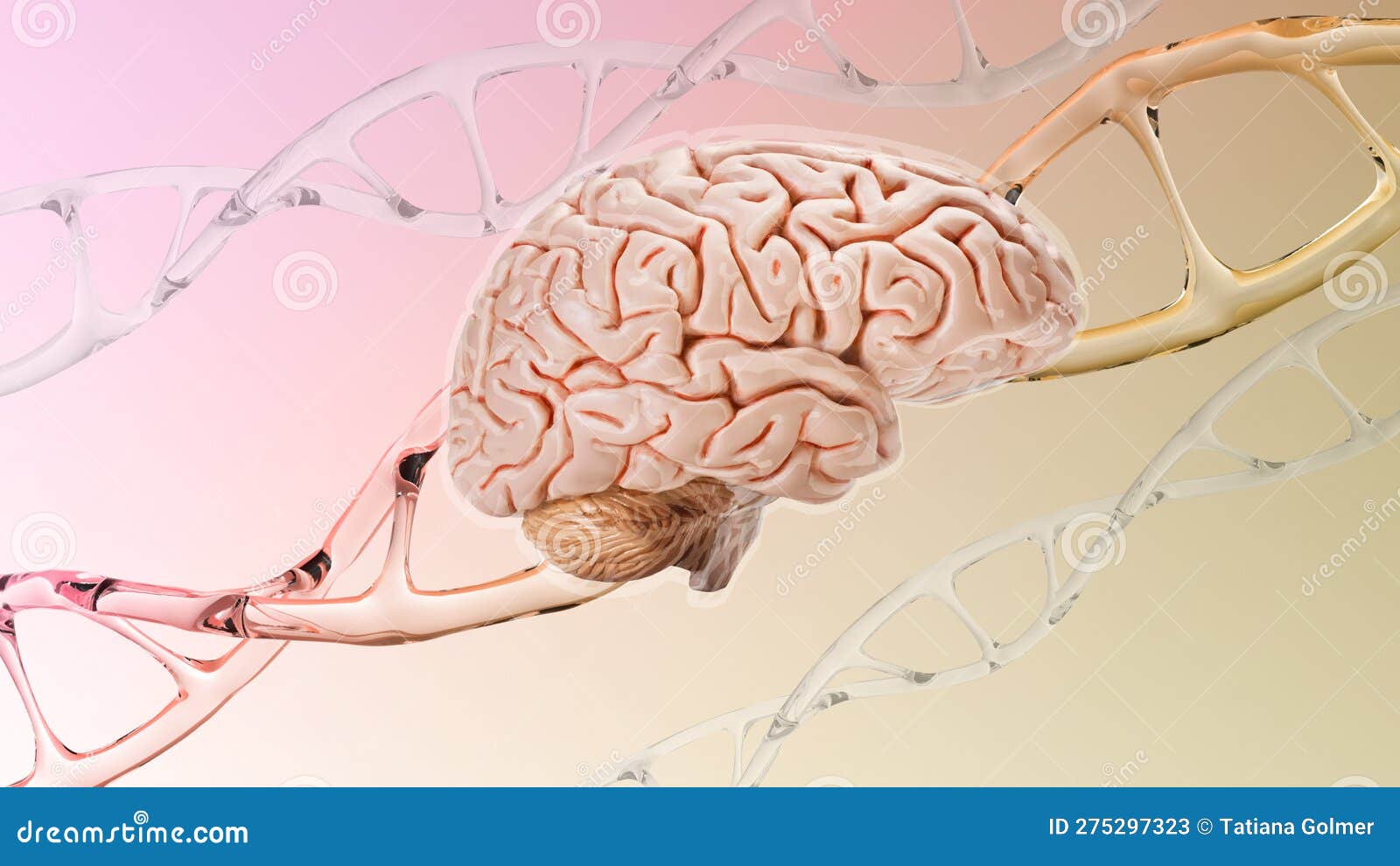 Human Brain, Dna Structure Helix, Deoxyribonucleic Acid, Nucleic Acid ...