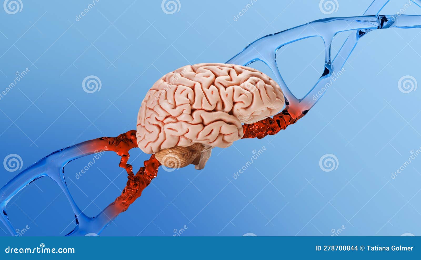 Human Brain, Dna Structure Helix, Deoxyribonucleic Acid, Nucleic Acid ...