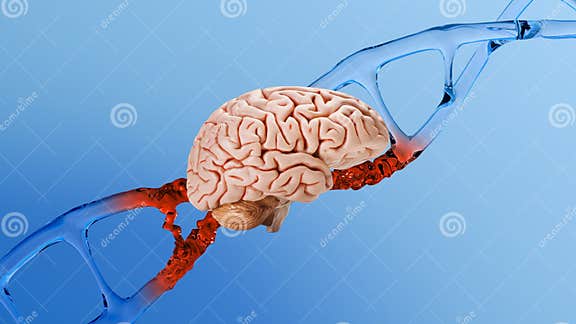 Human Brain, Dna Structure Helix, Deoxyribonucleic Acid, Nucleic Acid ...