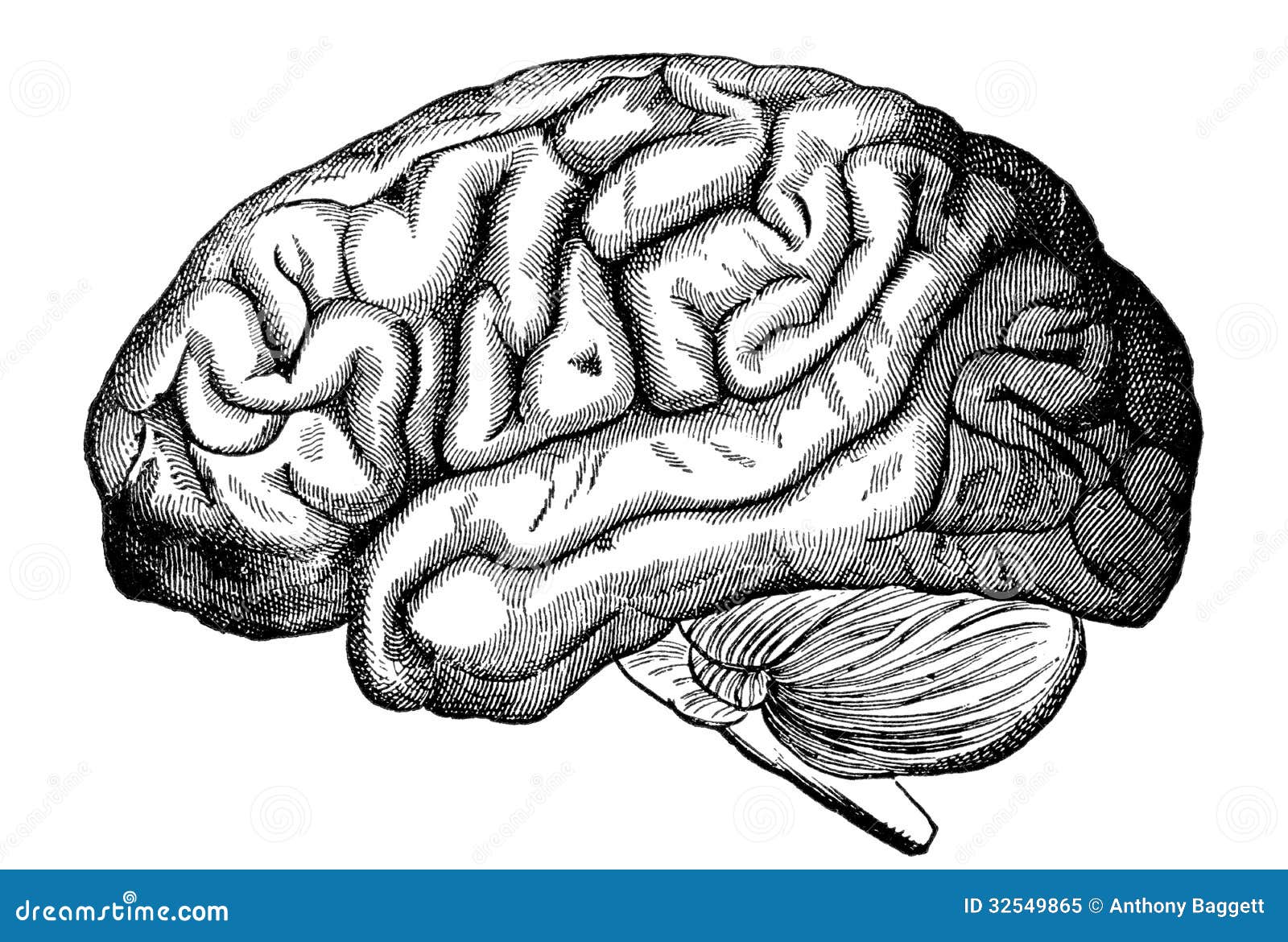 Human brain stock illustration. Image of biology, engraved - 32549865