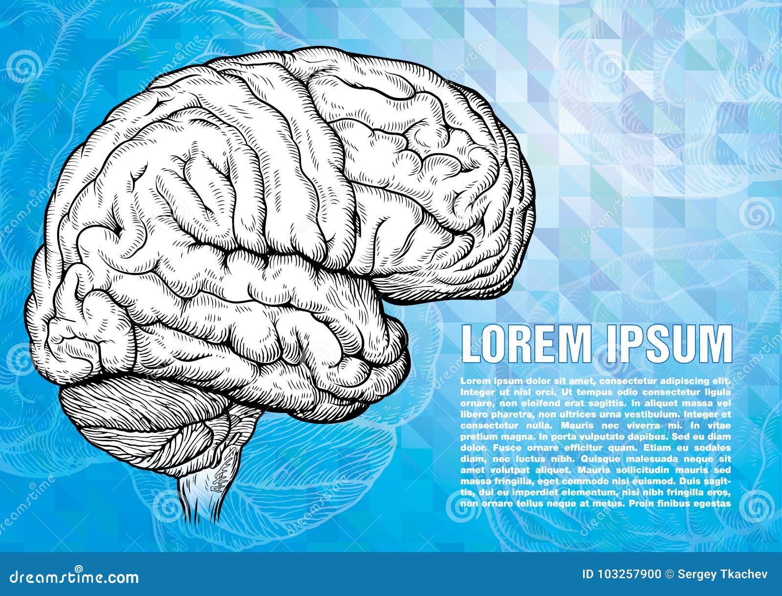 Human Brain Engraving on Modern Backgound Stock Vector - Illustration ...