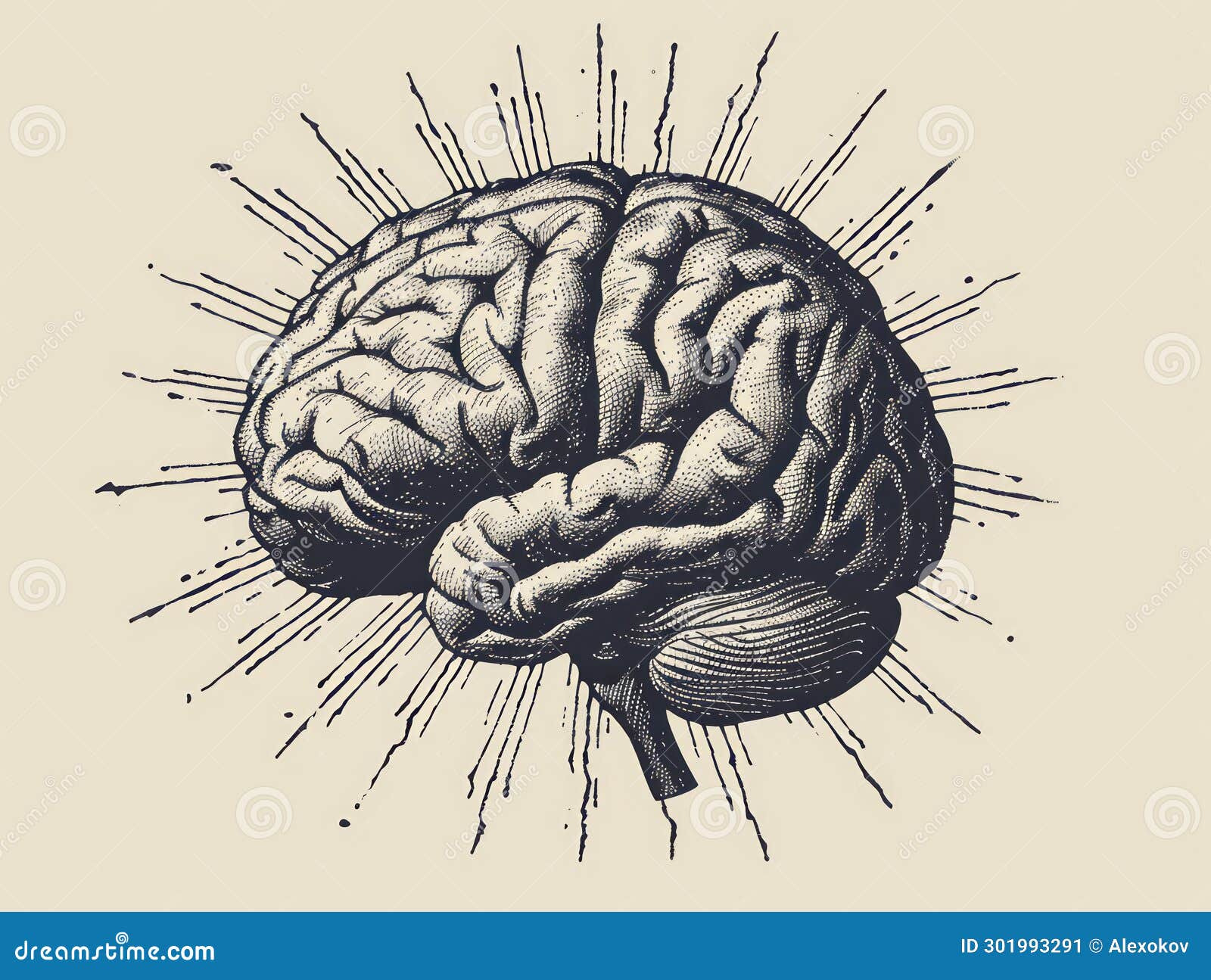 Human Brain in Engraving Style. Hand Drawn Vector Illustration Stock ...