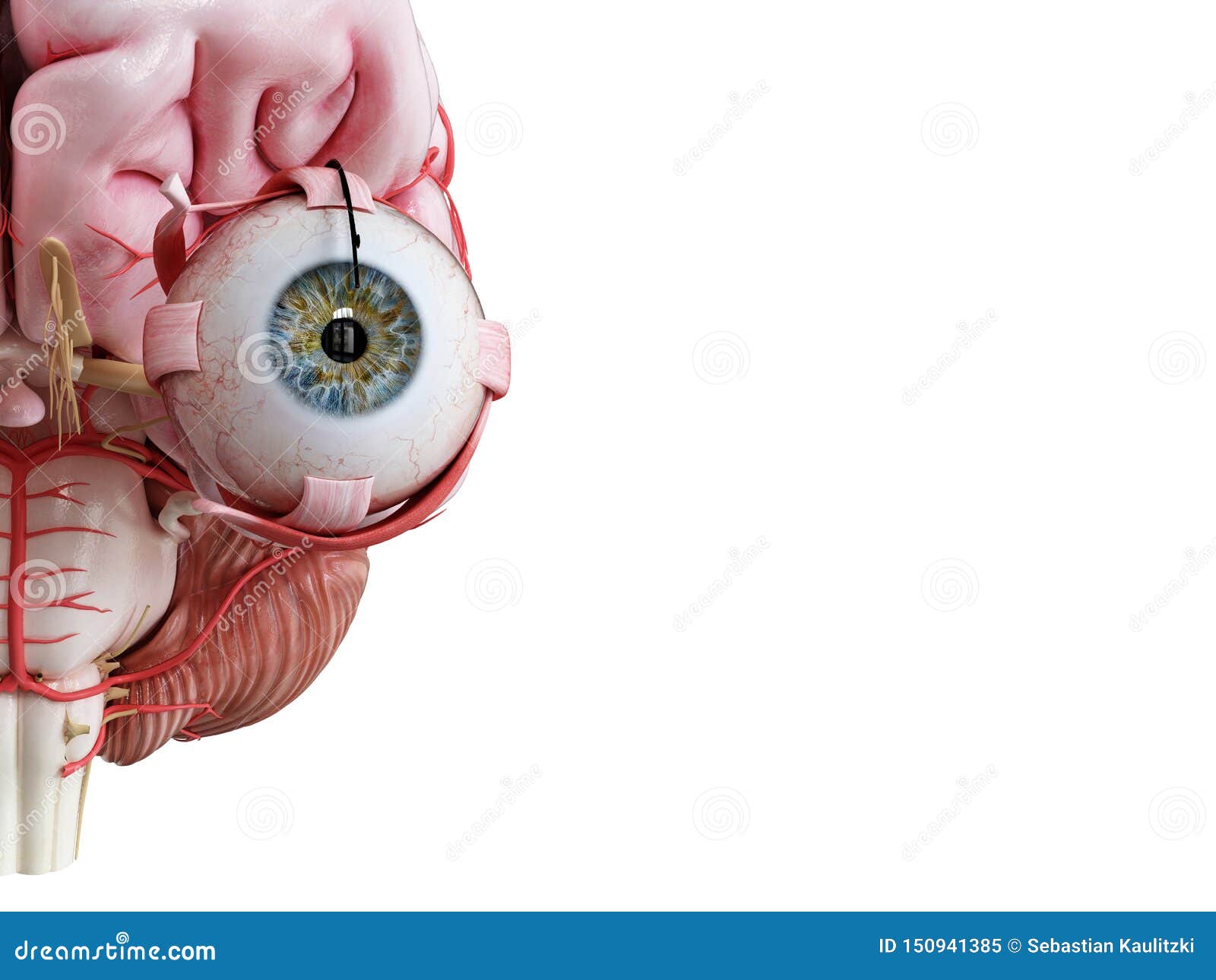 A Human Brain, Eyes and Arteries Stock Illustration - Illustration of ...