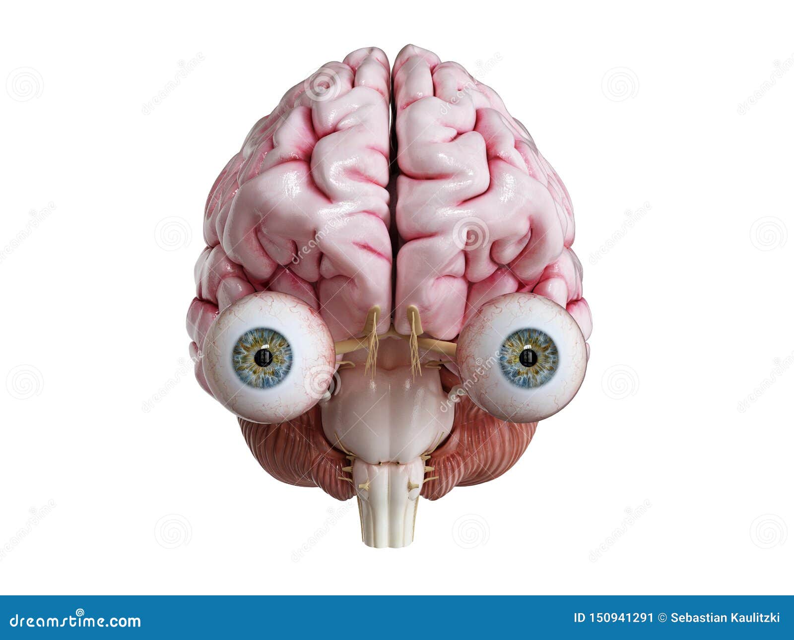 A human brain and eyes stock illustration. Illustration of biomedical ...