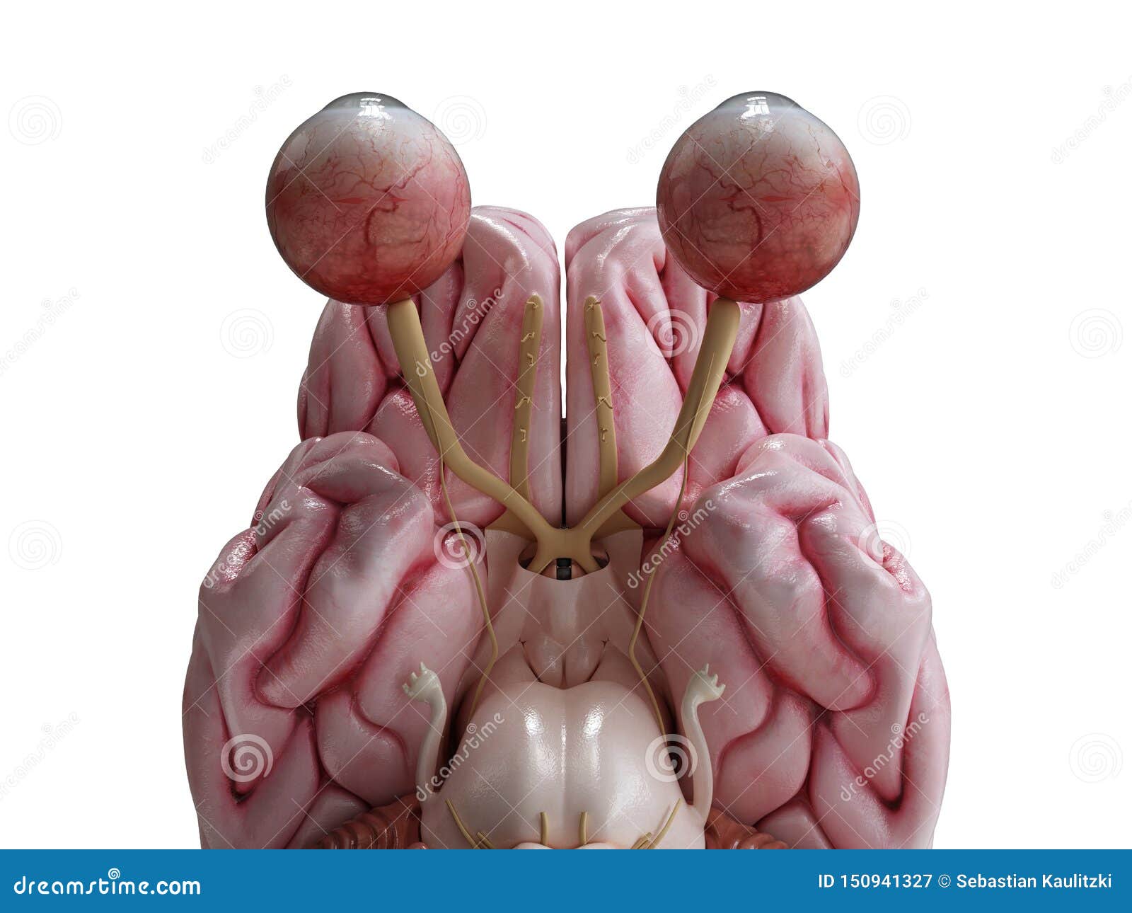 Brain With Eyes In Head. Man Sleeping Brains Work. Don `t Sleep Think ...