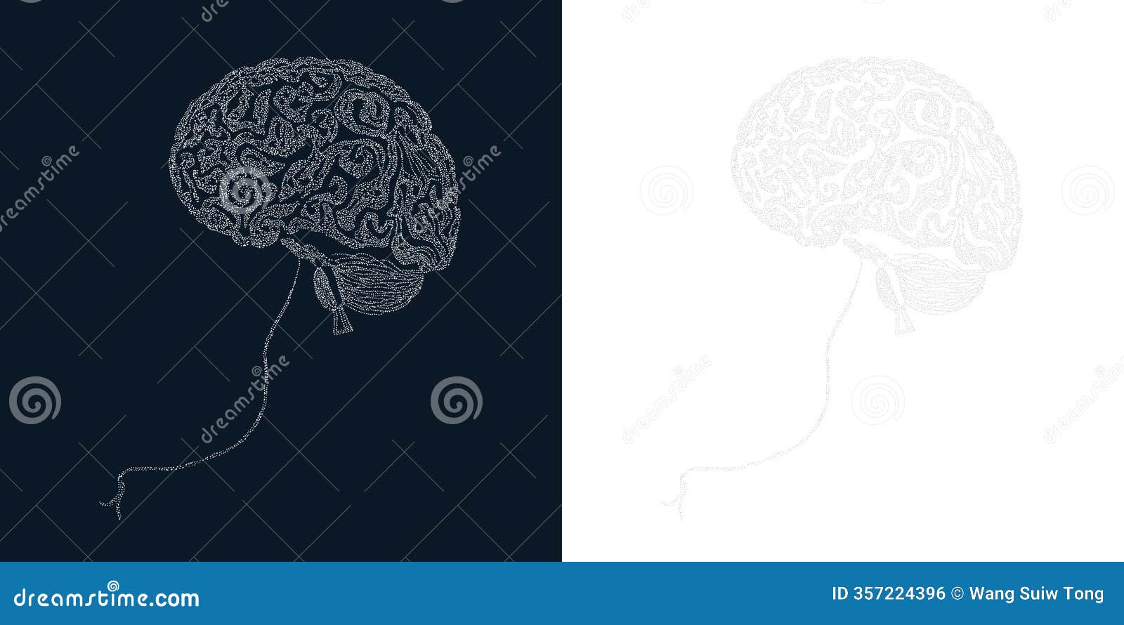 Human Brain Floating Connected by Spinal Cord with Transparent ...