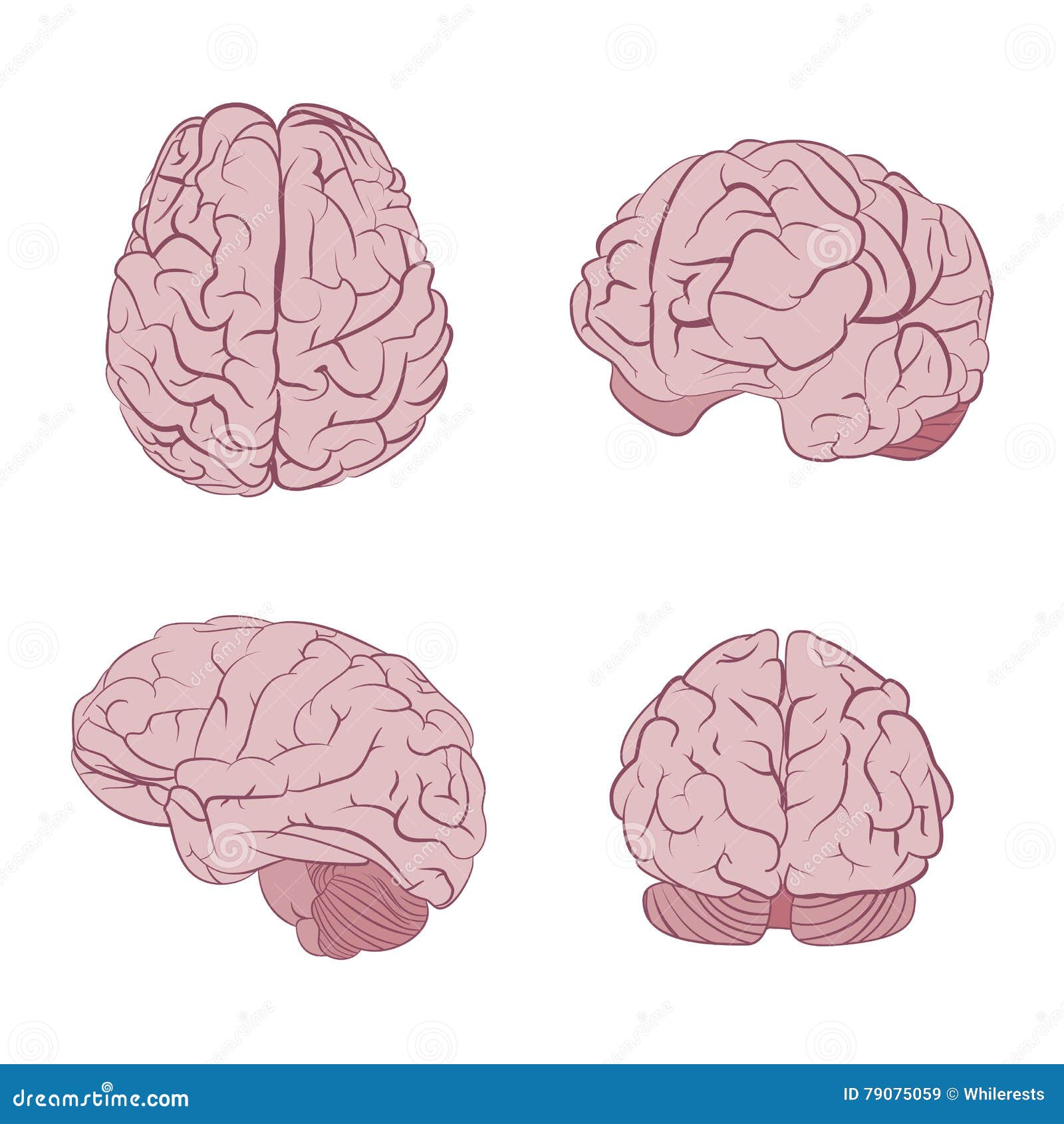 Brain Drawing Front View