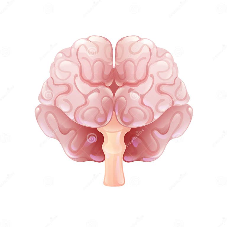Human Brain in Front View. Vector Illustration Stock Vector ...