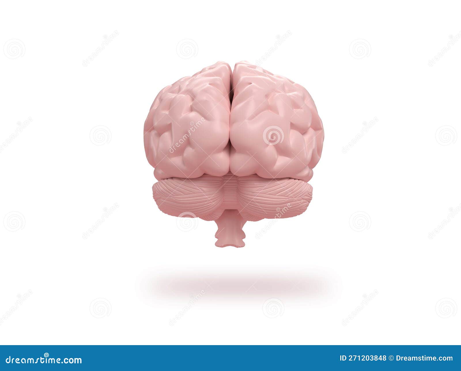 Brain, The Frontal Lobe Is Located At The Front Of Each Cerebral ...