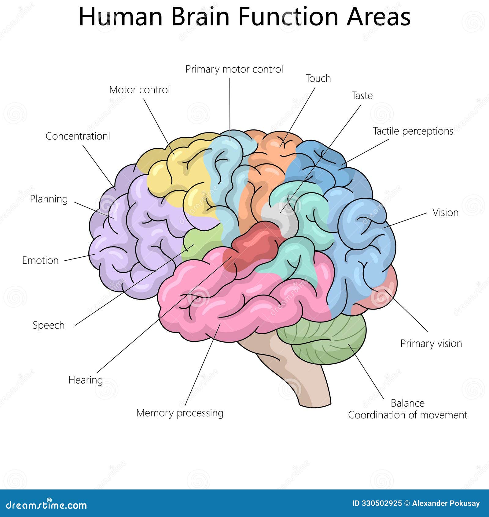 Human Brain Function Areas Diagram Medical Science Stock Illustration ...