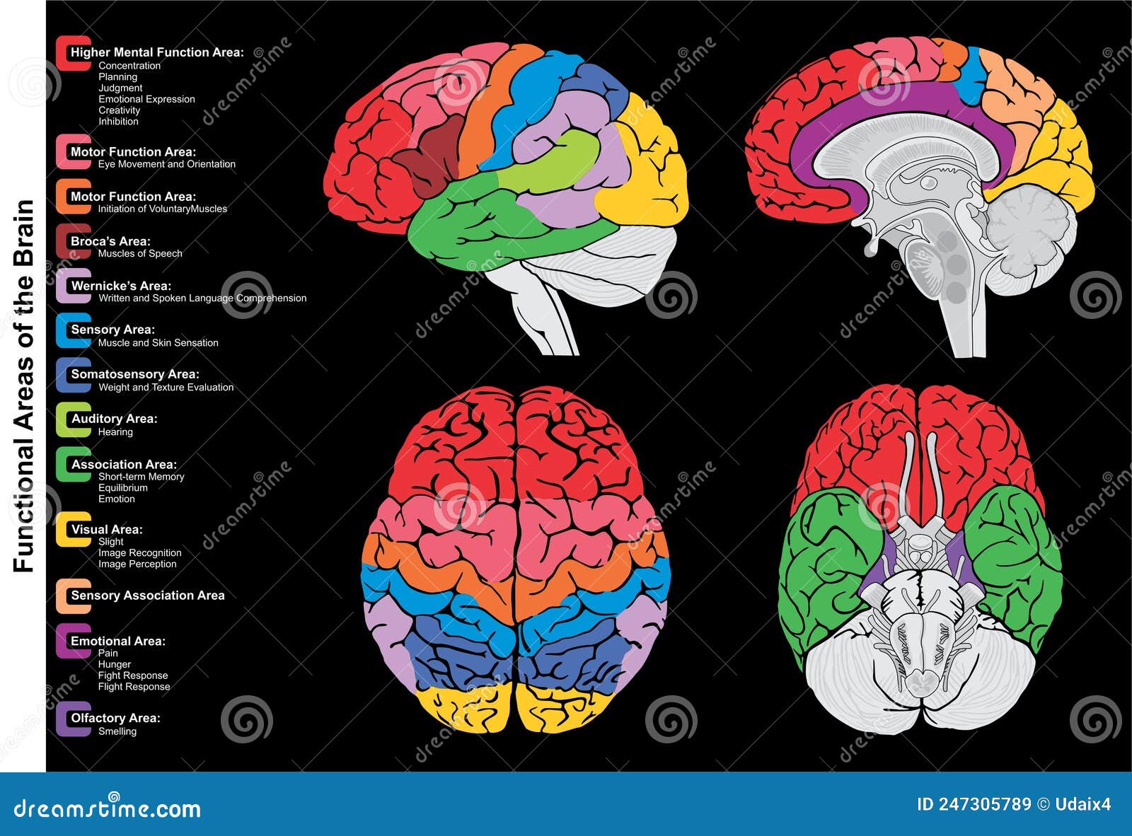 Functional Areas Of The Human Brain Diagram Vector Illustrations ... Functional Areas Of The Human Brain Diagram Vector Illustrations ...
