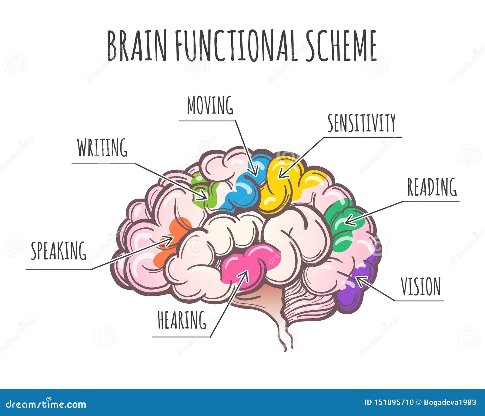 Human Brain Functional Scheme. Vector Illustration Stock Vector ... Human Brain Functional Scheme. Vector Illustration Stock Vector ...