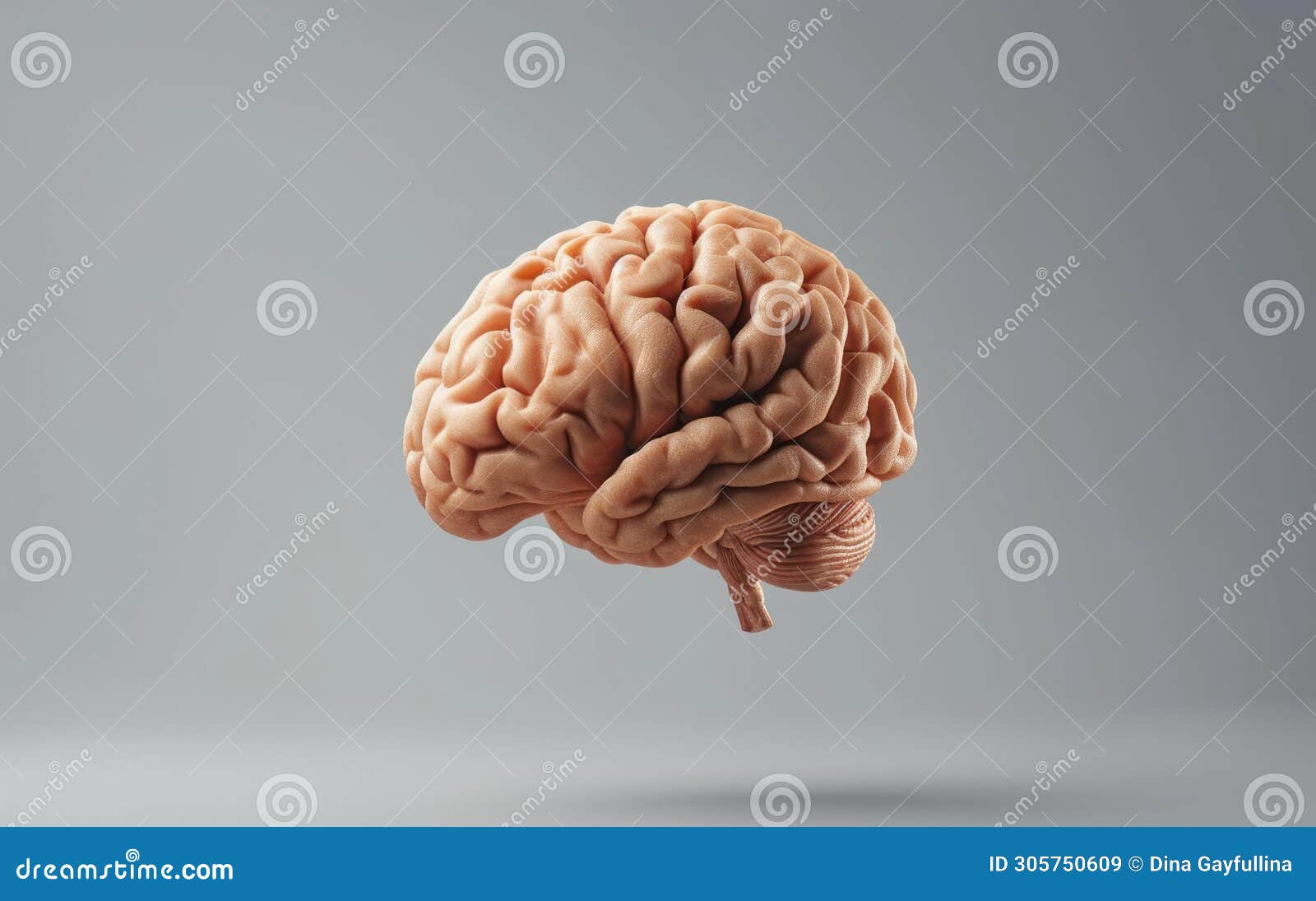 Human Brain on a Gray Background. Stock Illustration - Illustration of ...