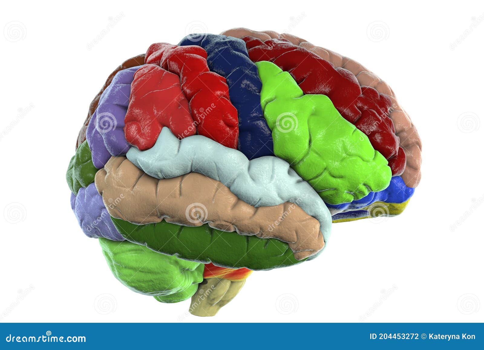 Human Brain with Gyri Highlighted in Different Colors Stock ...