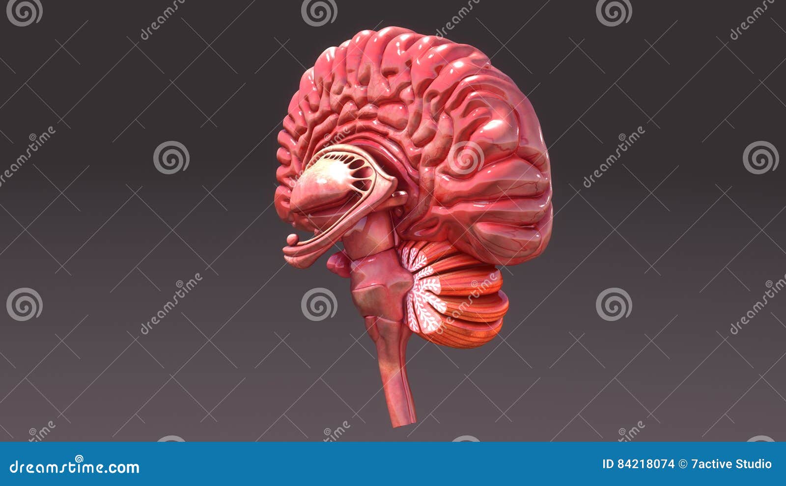 Human Brain Half Back View stock illustration. Illustration of nerve ...