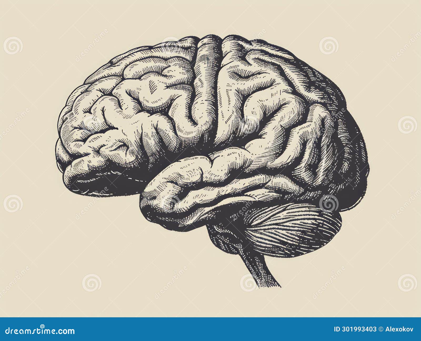 Human Brain. Hand Drawn Engraving Illustration of Human Brain Stock ...