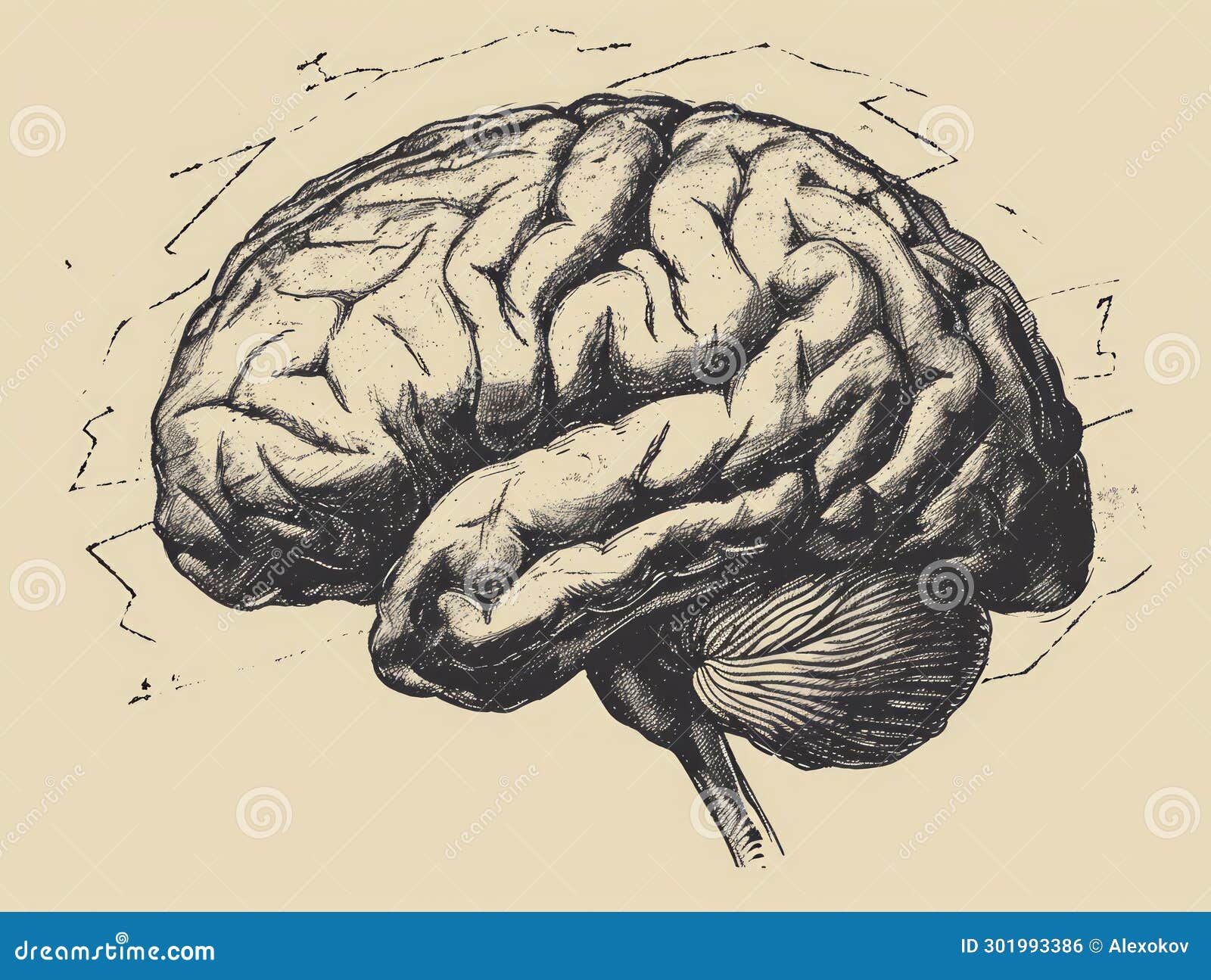 Human Brain. Hand Drawn Illustration of Human Brain Stock Illustration ...