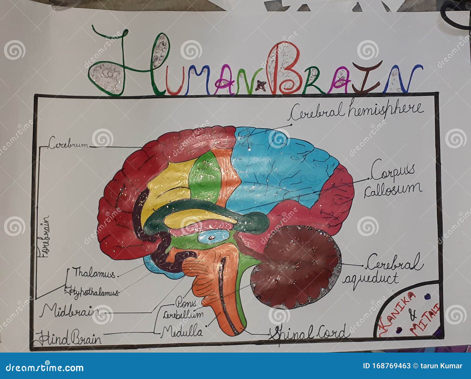 Human Brain Hand Made Chart Stock Image - Image of hand, chart: 168769463
