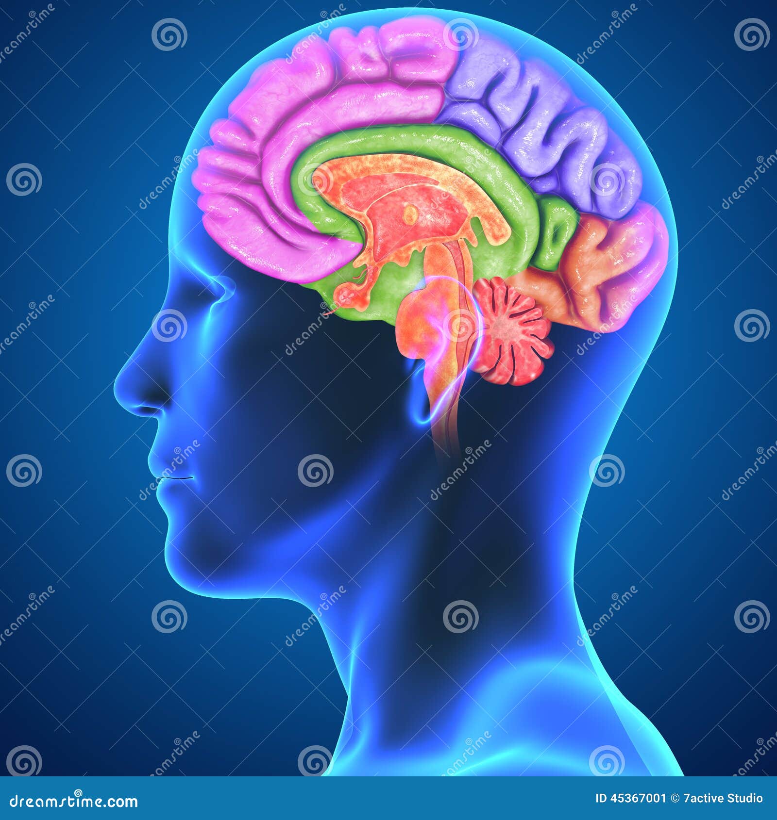 Human Body Parts Brain