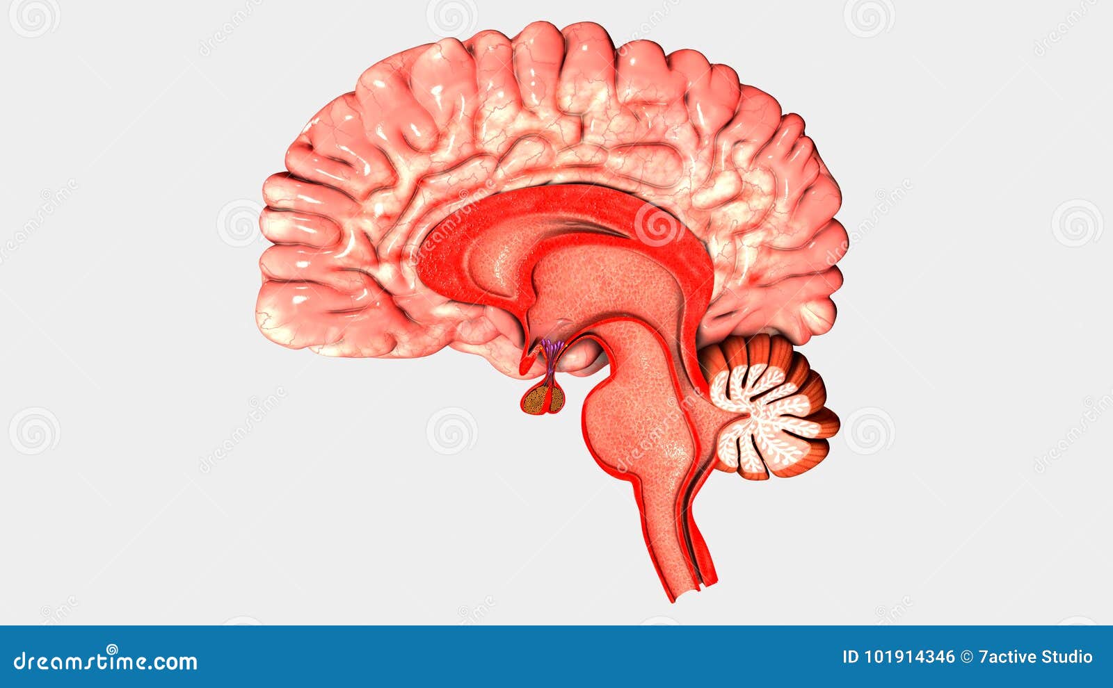 Human Brain Intersection stock illustration. Illustration of health ...