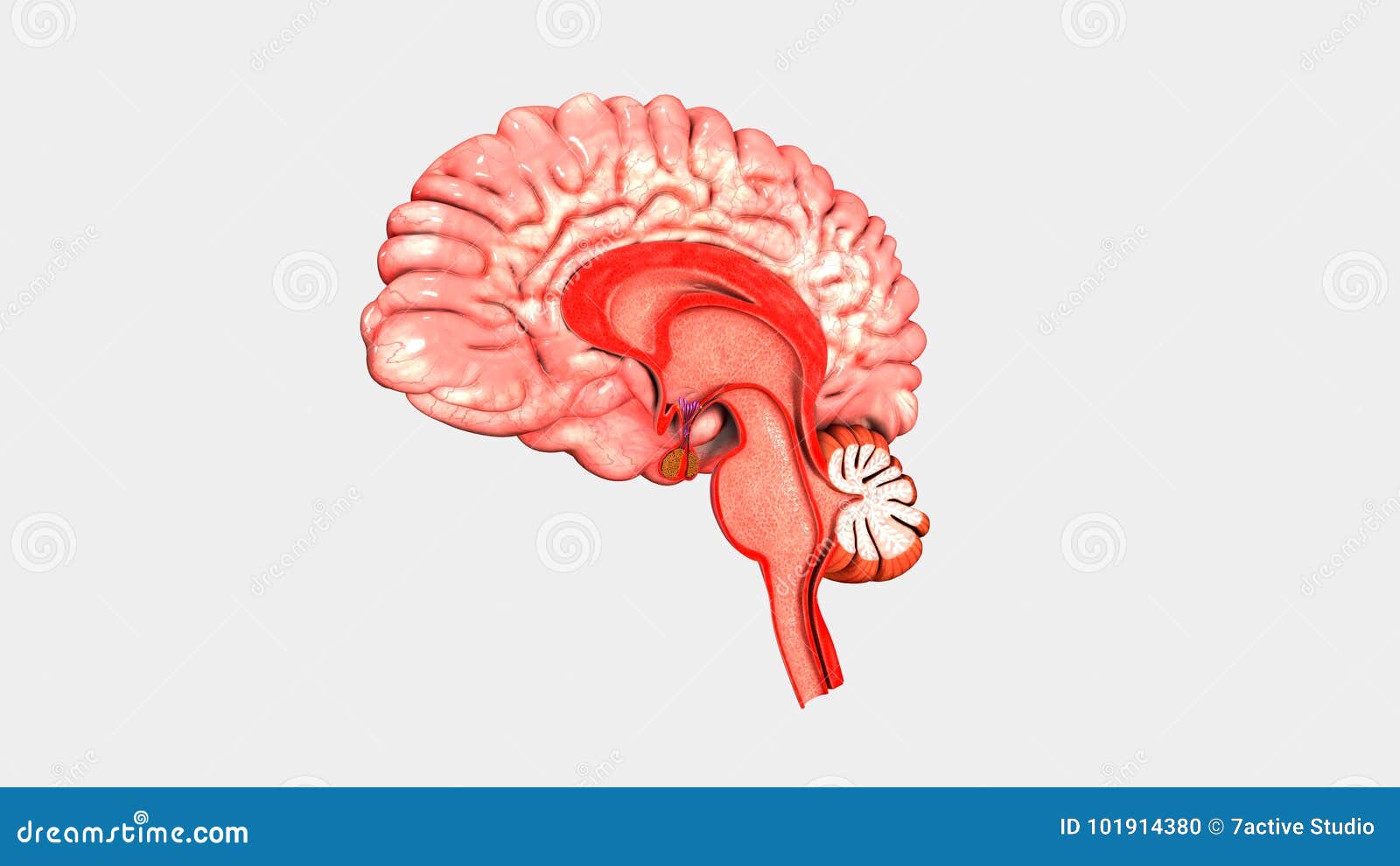 Human Brain Intersection stock illustration. Illustration of artery ...
