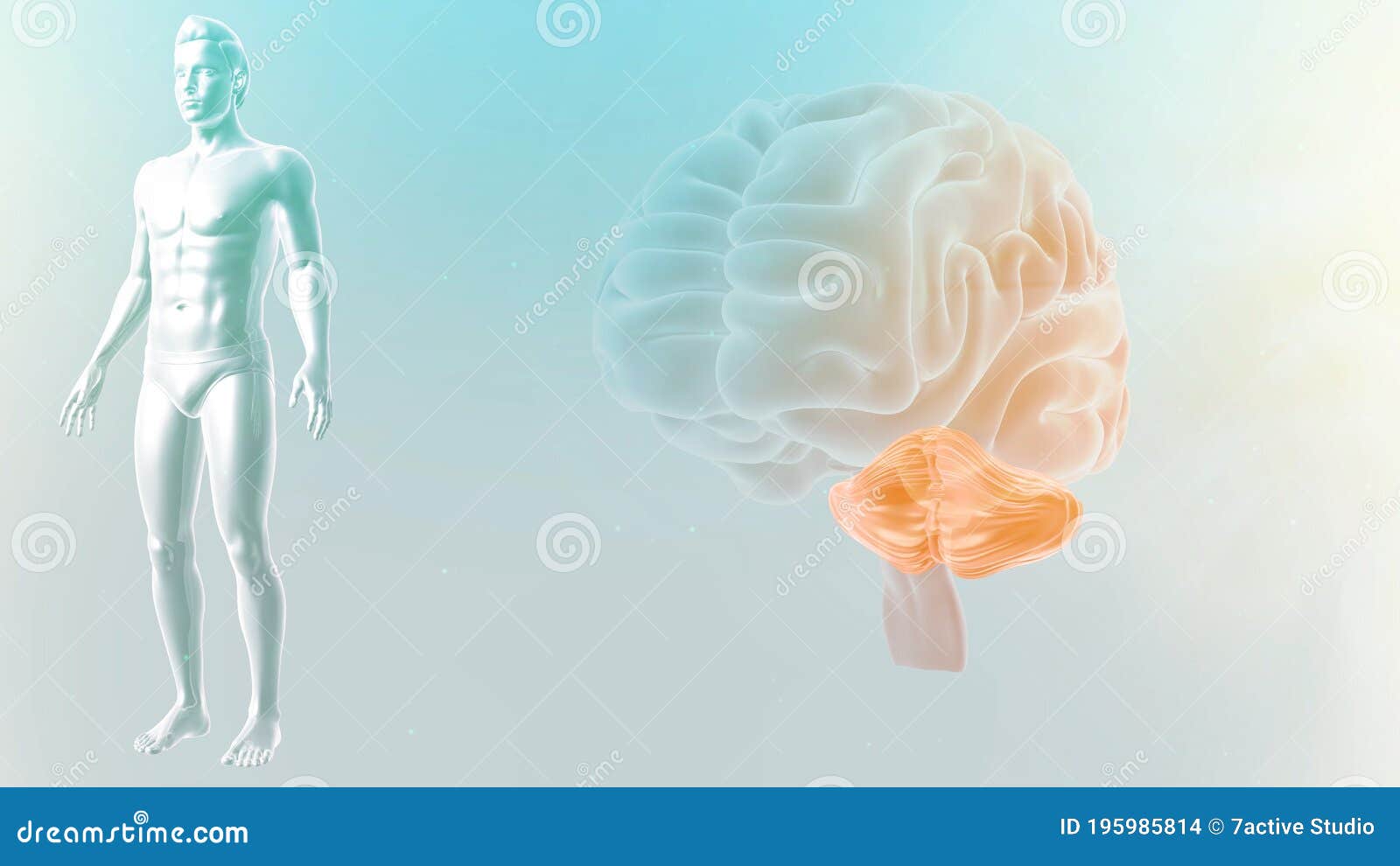 Parts of Brain with Human Body Stock Illustration - Illustration of ...