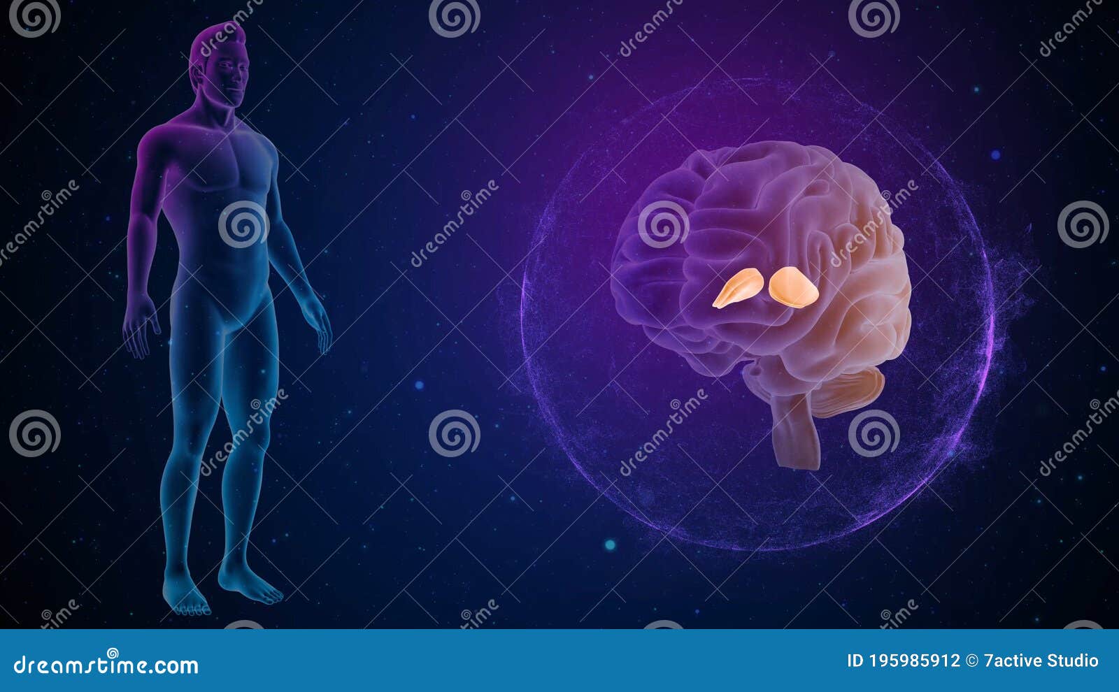 Parts of Brain with Human Body Stock Illustration - Illustration of ...