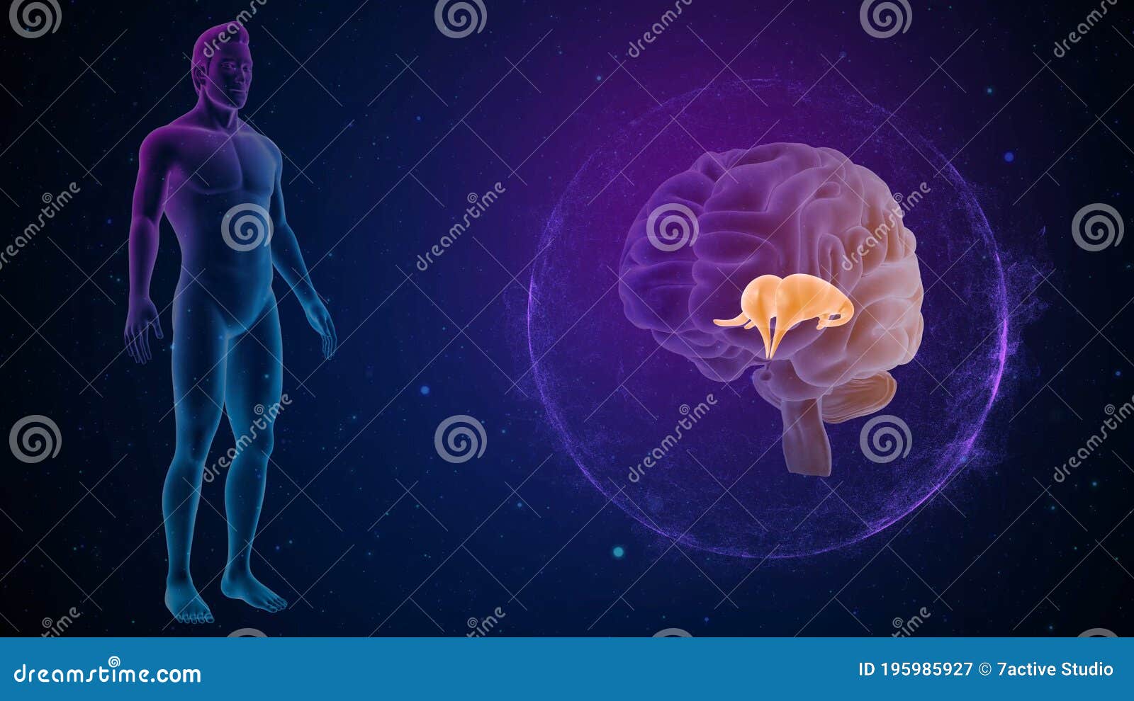 Parts of Brain with Human Body Stock Illustration - Illustration of ...