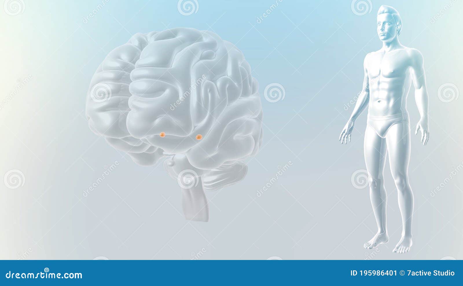 Parts of Brain with Human Body Stock Illustration - Illustration of ...