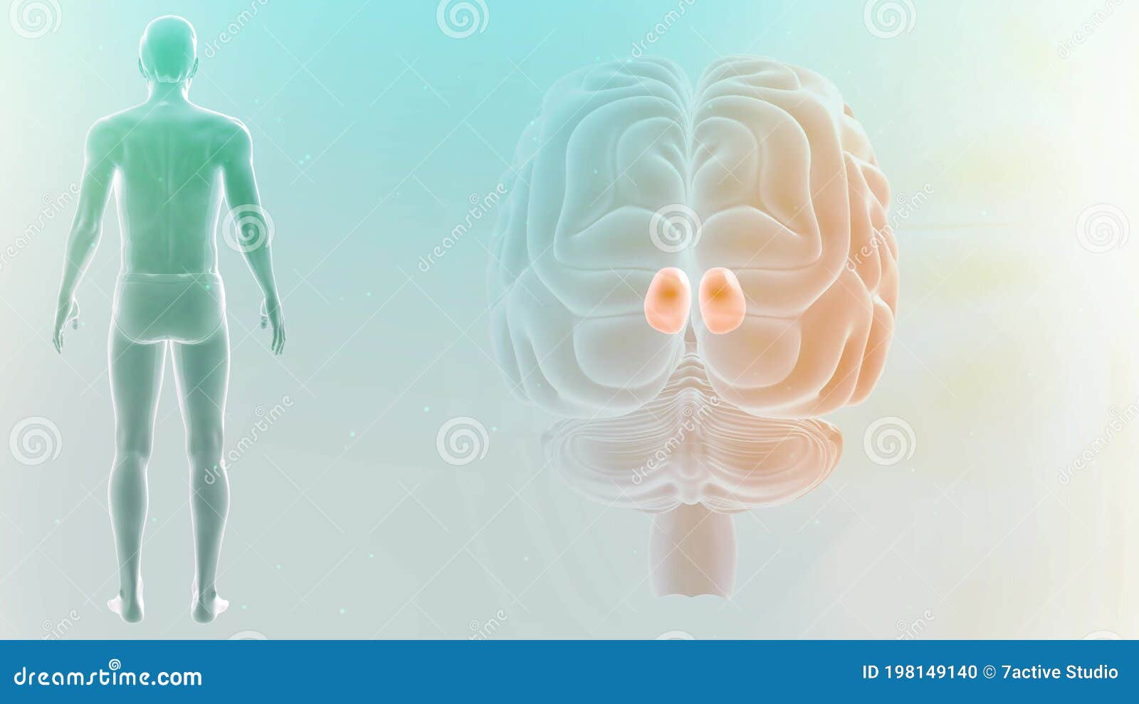 Forebrain Cartoons, Illustrations & Vector Stock Images - 654 Pictures ...