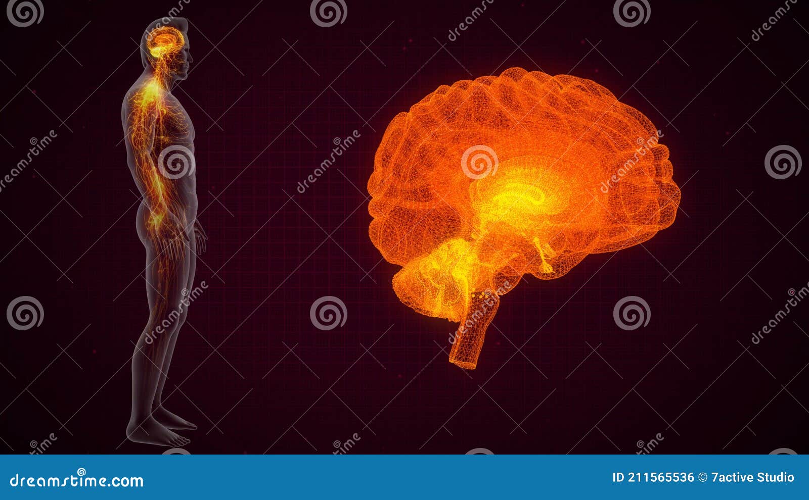 Human Brain with Impulse Transmitting Stock Illustration - Illustration ...