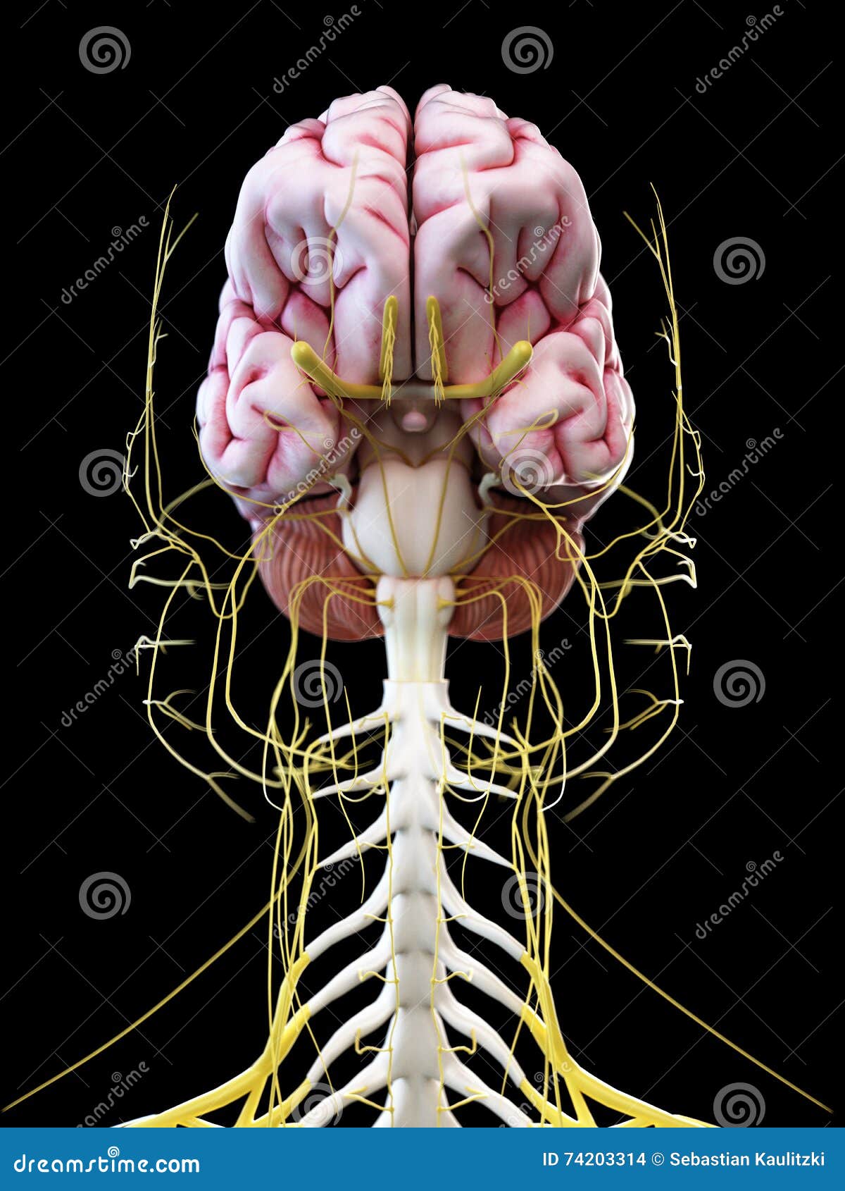 The Human Brain and Head Nerves Stock Illustration - Illustration of ...
