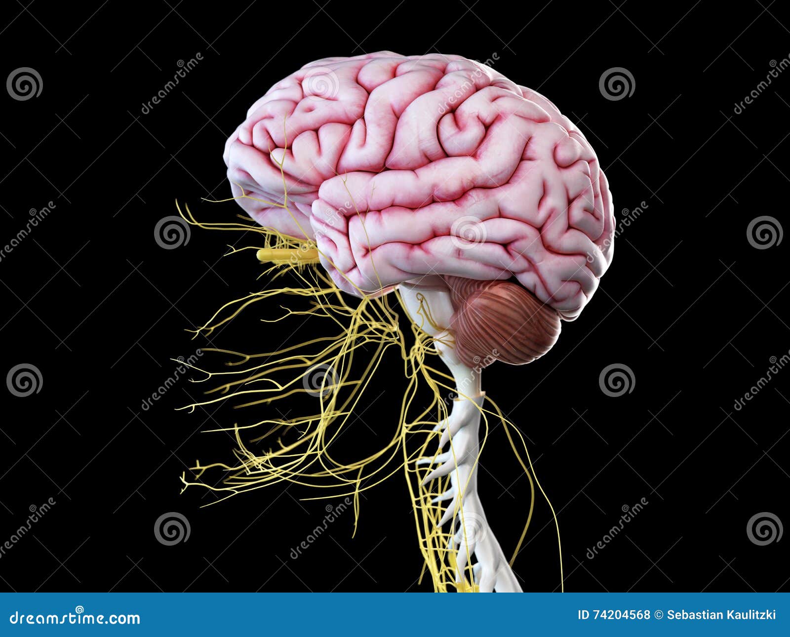 The Human Brain and Head Nerves Stock Illustration - Illustration of ...