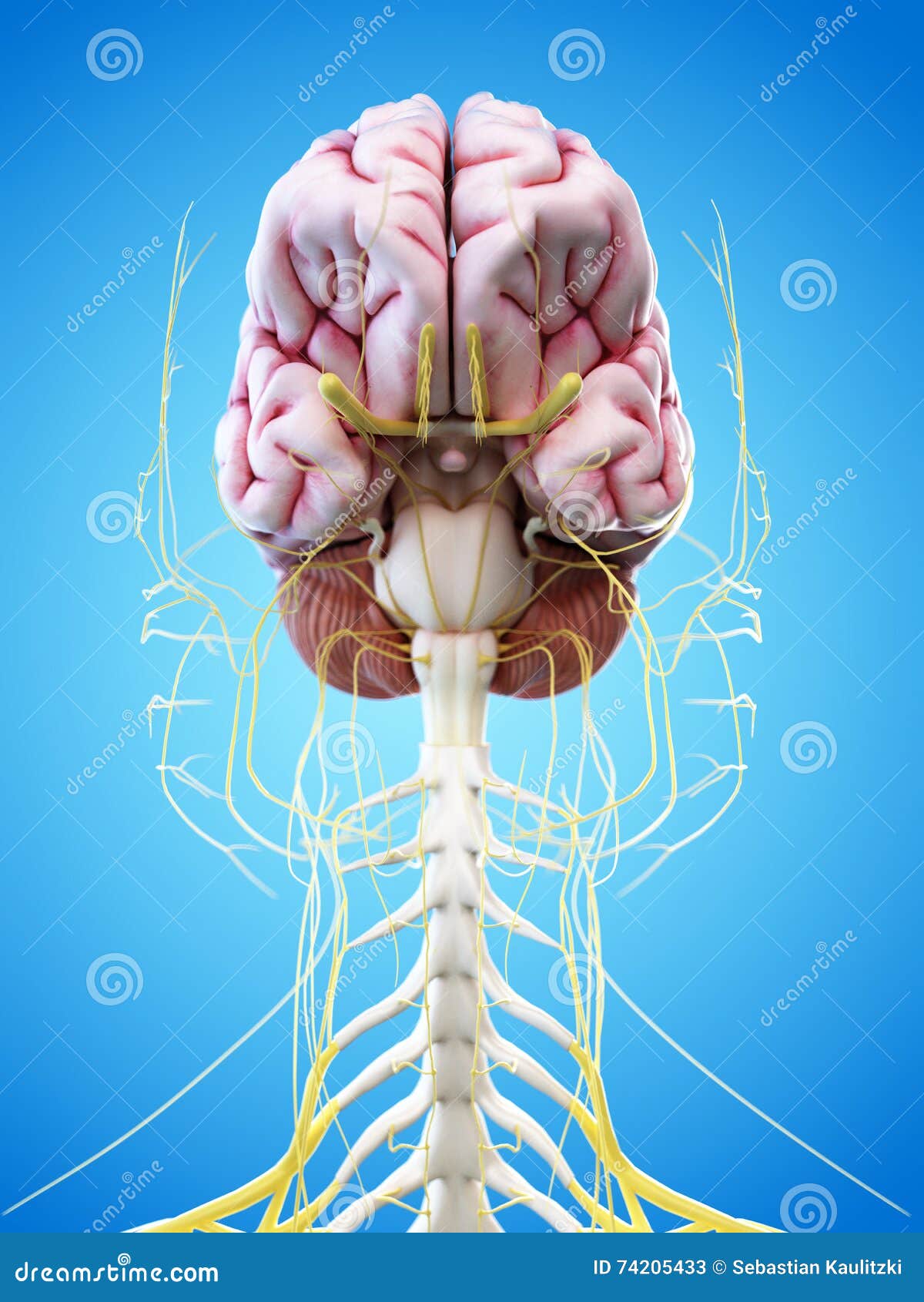 The Nerves Of The Head Royalty-Free Cartoon | CartoonDealer.com #162292418