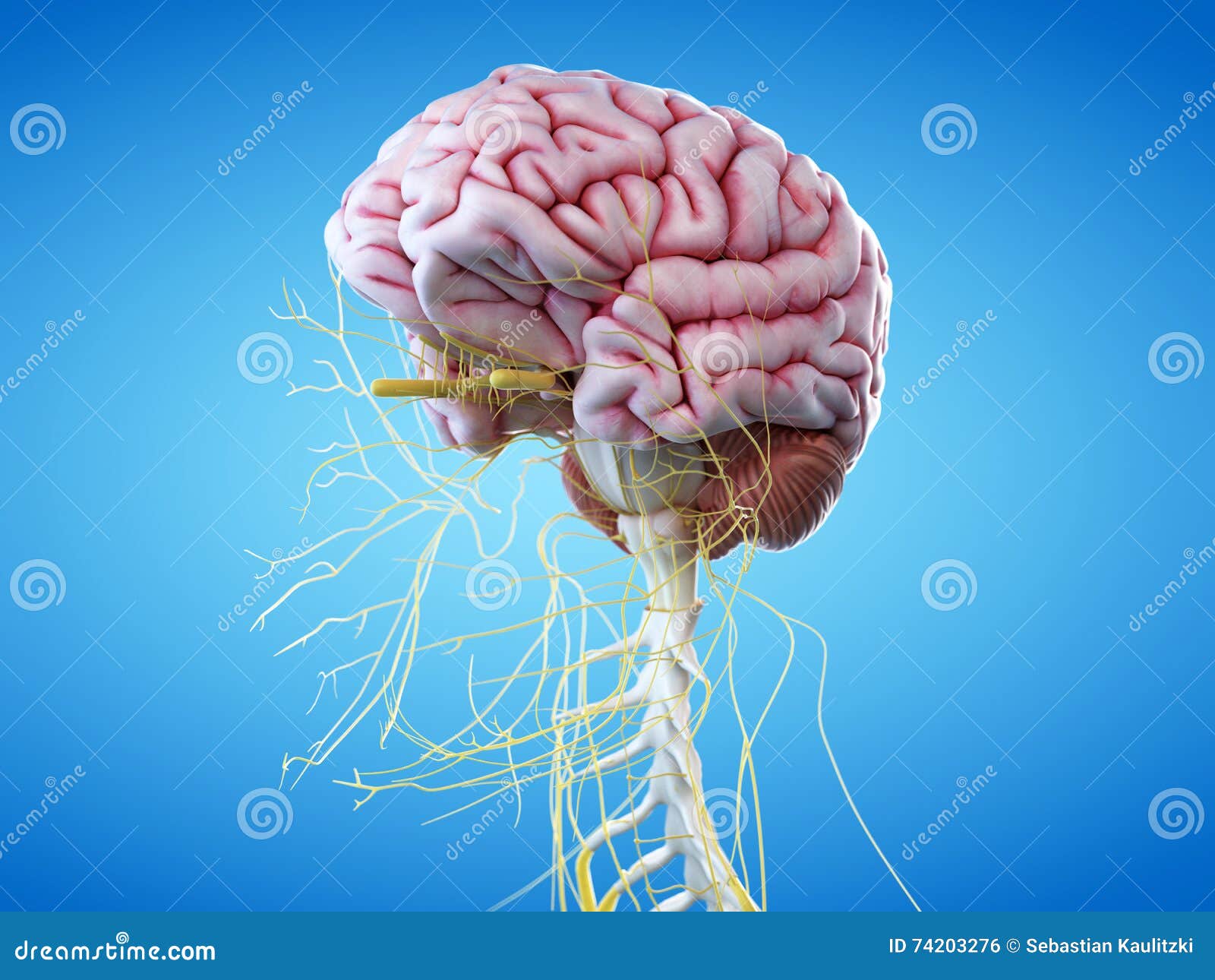 The Human Brain and Head Nerves Stock Illustration - Illustration of ...