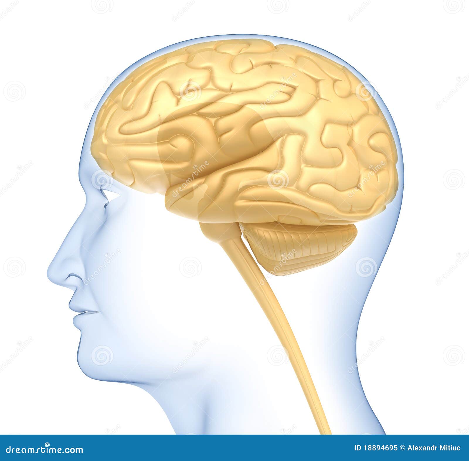 Human Brain In The Head. Side View Royalty Free Stock Photo - Image ... Human Brain In The Head. Side View Royalty Free Stock Photo - Image ...