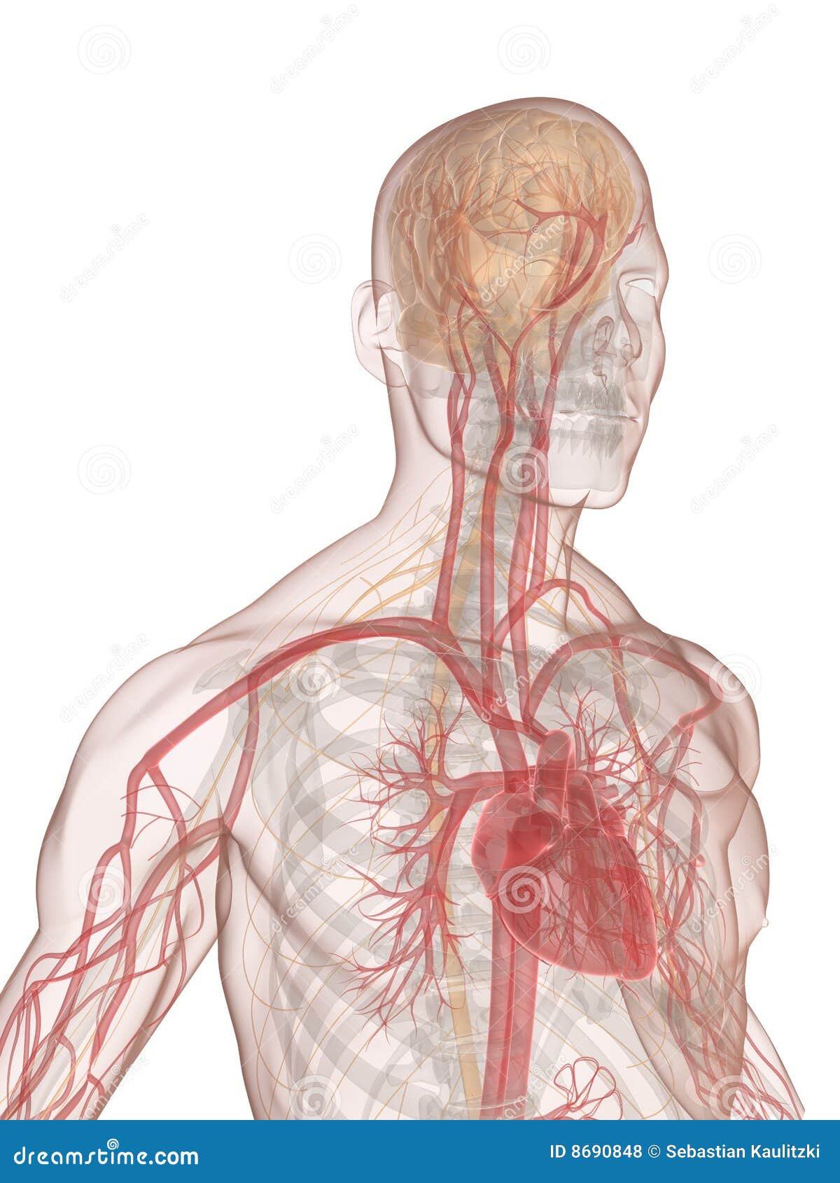 Human brain and heart stock illustration. Illustration of biology - 8690848