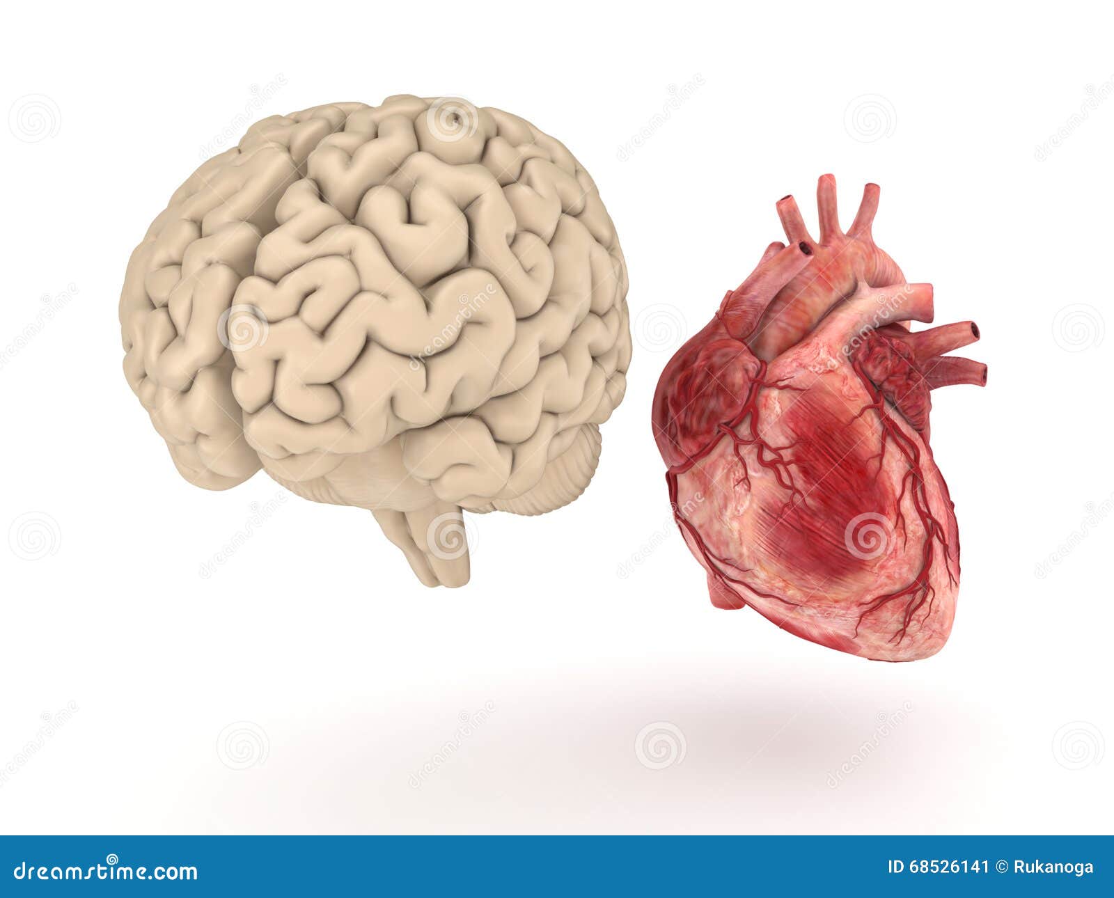 Human Brain and Heart on White Background. Stock Illustration ...