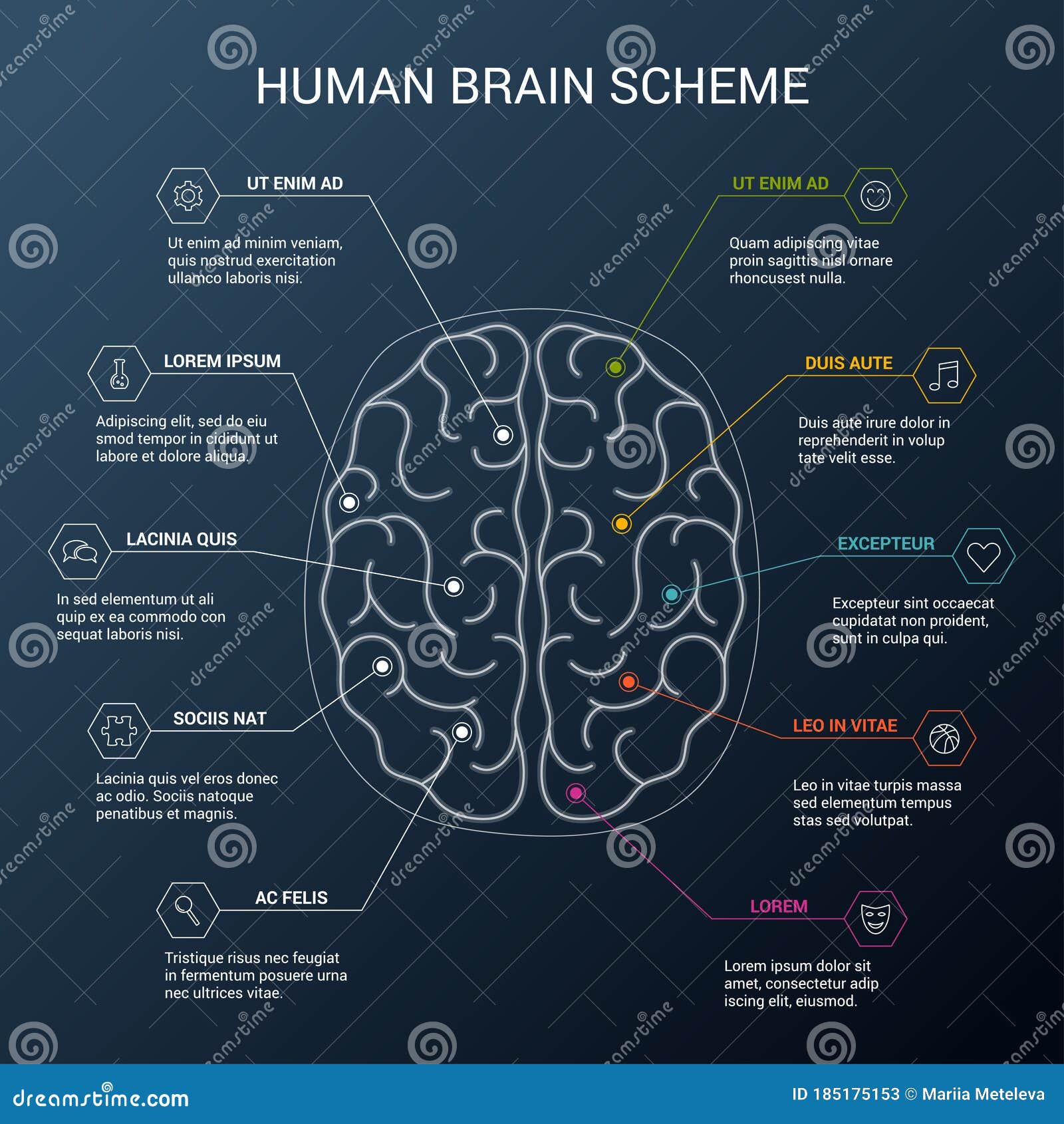 Human Brain Hemispheres. Illustration Showing the Structure of the ...