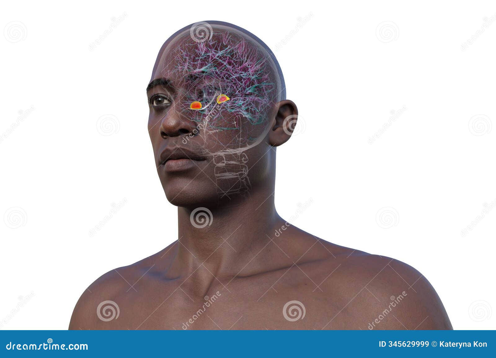 Human Brain with Highlighted Amygdala, 3D Illustration Stock ...