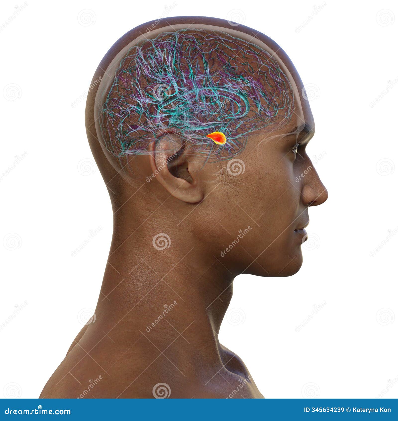 Human Brain with Highlighted Amygdala, 3D Illustration Stock ...