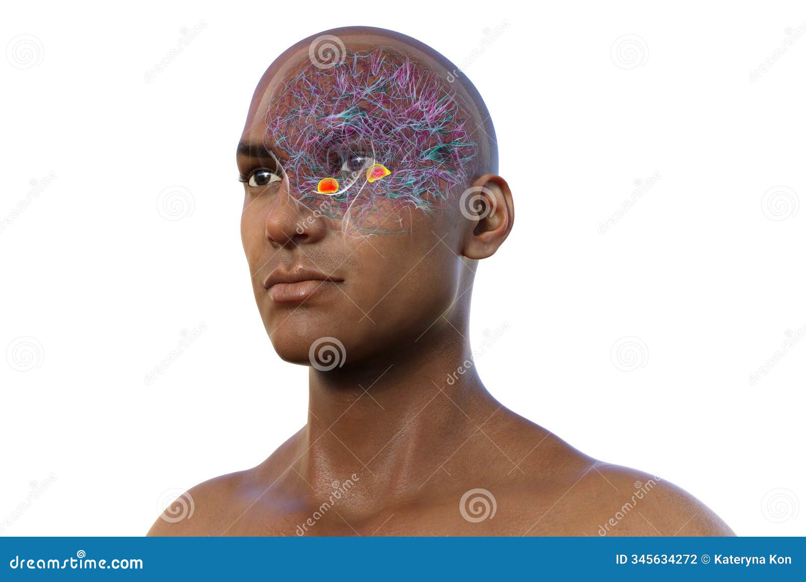 Human Brain with Highlighted Amygdala, 3D Illustration Stock ...